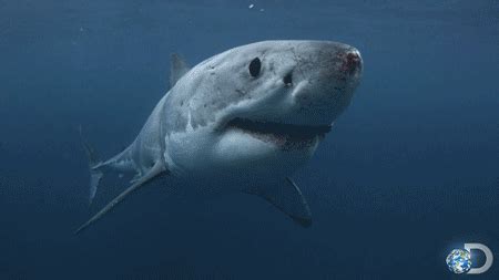 Shark Swimming 
