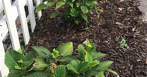 Hydrangea Album On Imgur