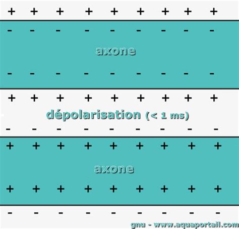 Dépolarisation Définition Et Explications Aquaportail