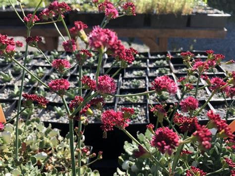 Eriogonum Grande Var Rubescens Far Reaches Farm