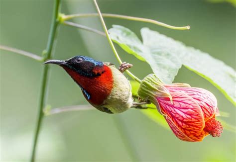 The Fork Tailed Sunbird 10000 Birds
