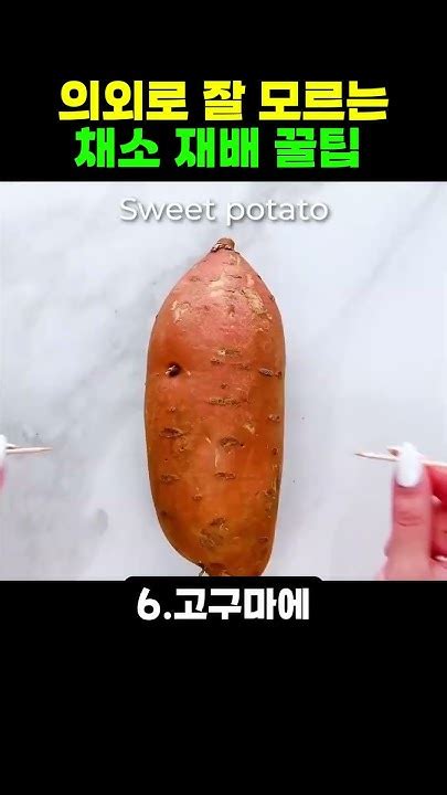 평생 무한으로 먹을 수 있는 채소 재배 꿀팁 Youtube