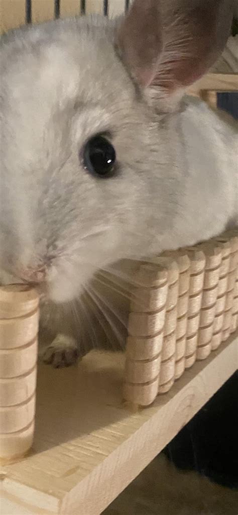 Is One Of My Chinchillas Not The Sex I Thought Are They Fighting
