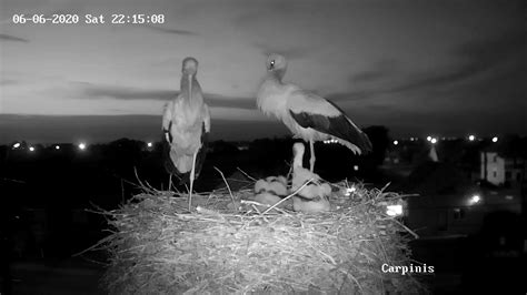 Cuib Berze Carpinis Judetul Timis Transmisiune Live Din Cuibul De