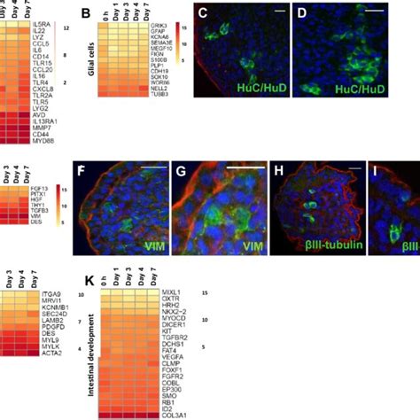 Cell Types Identified In The Chicken Enteroid Lamina Propria