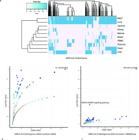 Sars Cov 2 Linked Genes In Multiple Tissues A Cluster Of Genes Download Scientific Diagram