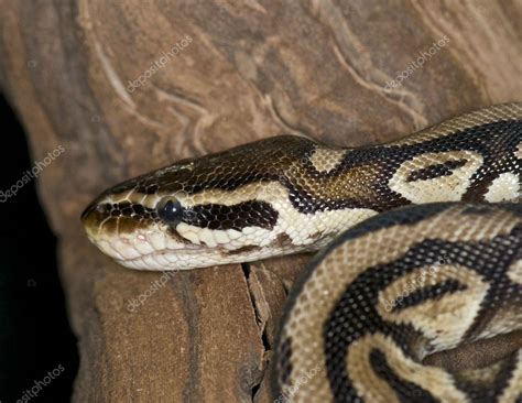 Pastelowe royal python Pyton królewski Zdjęcie stockowe Stefanedwards