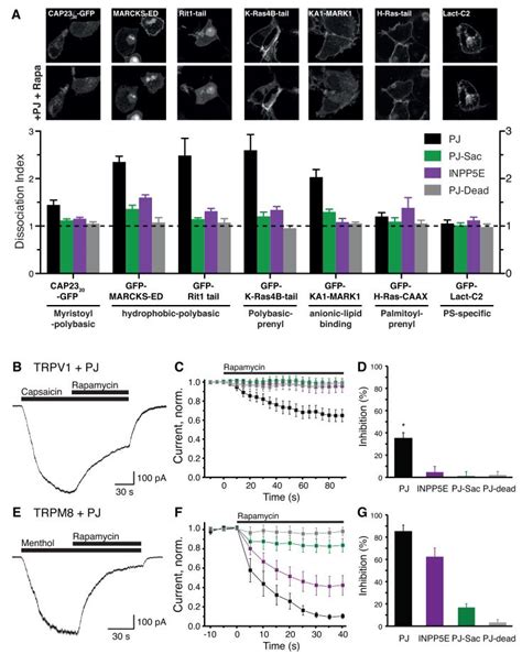 Pi4p And Pi45p2 Are Essential But Independent Lipid Determinants Of