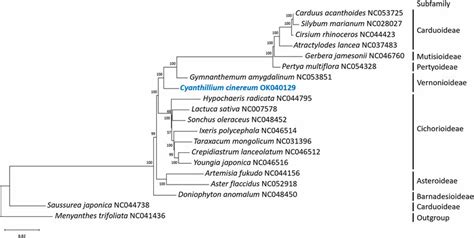 Phylogenetic Tree Reconstructed By Maximum Likelihood Ml Analysis Of