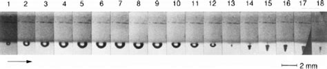 Significant Example Of Cavitation Bubble Migration Away From The