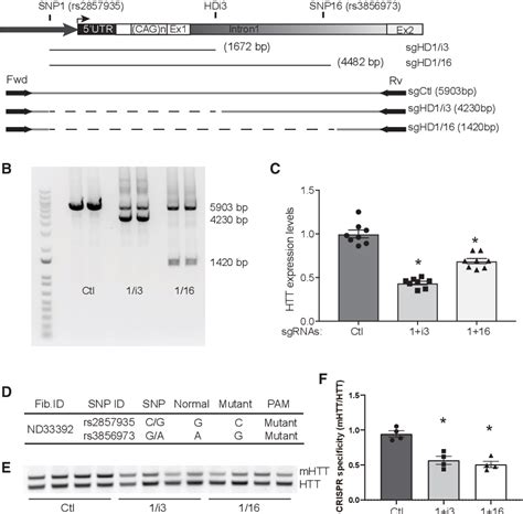 Figure 5 From Haplotyping Snps For Allele Specific Gene Editing Of The Expanded Huntingtin