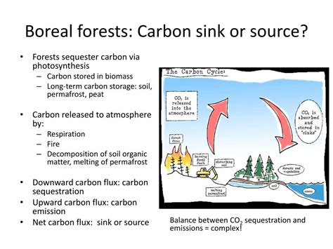 Ppt Fire Ecology And Fire Regimes In Boreal Ecosystems Powerpoint Presentation Id 1705046