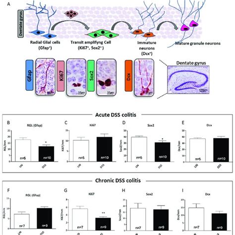 Hippocampal Neurogenesis In Mice With Acute And Chronic Dss Induced Download Scientific Diagram