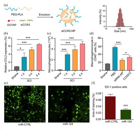 A Schematic Diagram Of Sirna Np Synthesis And Sirna Np Particle Size Download Scientific