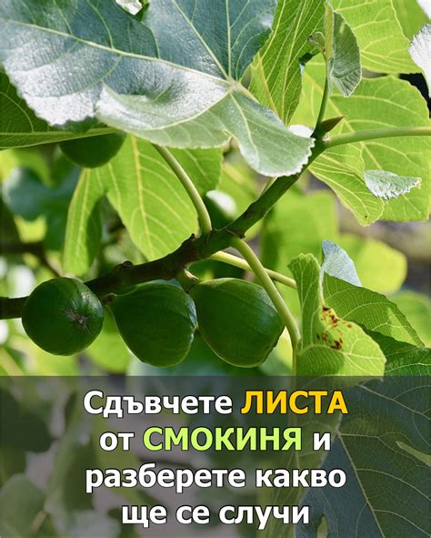 Сдъвчете листа от смокиня и разберете какво ще се случи