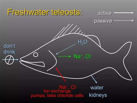 Ch 7 Homeostasis Osmoregulation Endocrine Temperature Ppt