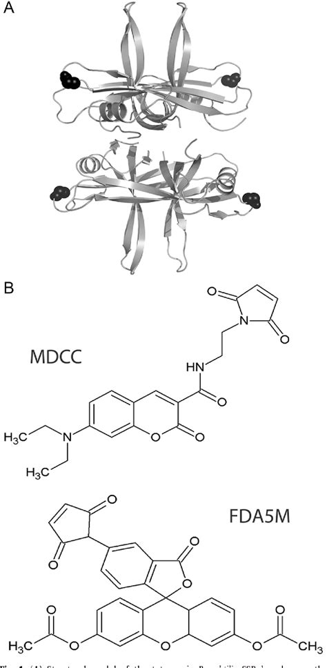 Figure 1 From Engineering A Reagentless Biosensor For Single Stranded
