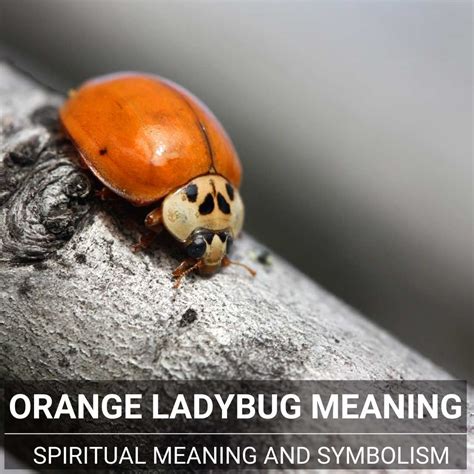 Orange Ladybug Meaning Symbolism And Good Luck Signs