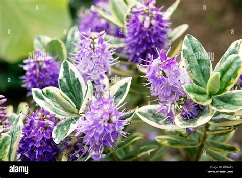 Variegated 2 Coloured Leaf Hebe Shrub In An Organic Garden To Attract