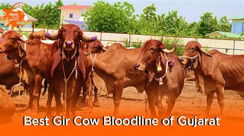 Cattle Breed Archives Swadeshivip