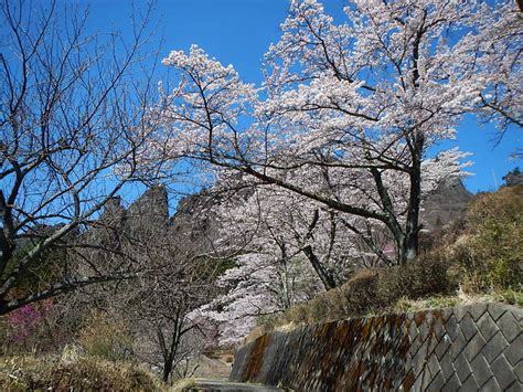 ソメイヨシノ満開！ さくらの里 開花写真