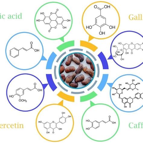 Structure Of Mango Fruit And Seed Kernel Download Scientific Diagram