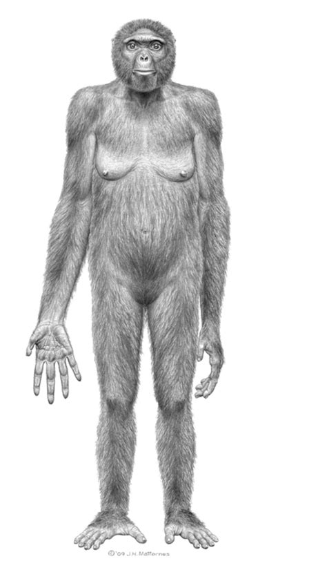 Ardipithecus We Meet At Last