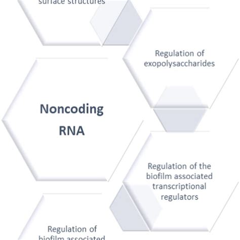 Major Cellular Processes Regulated By Non Coding Rna In Biofilm Formation Download Scientific