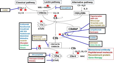 Complement Pathways And Certain Targets Of Complement Inhibitors The