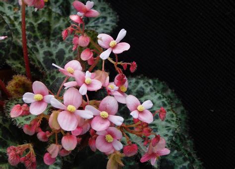 Flowers That Grow In The Philippines Best Flower Site