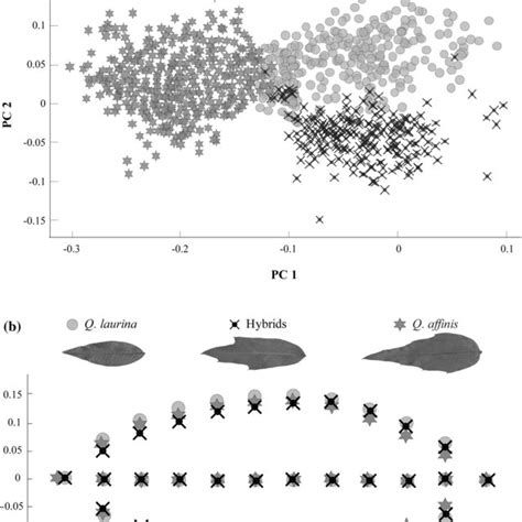 Differences In Leaf Shape Morphology Between Plant Groups According To