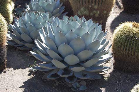 Agave : planter et cultiver – Ooreka