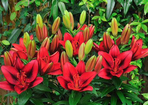 Tiny Rocket Zabo Plant