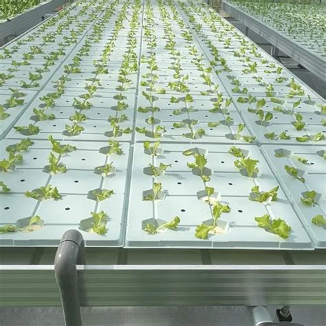 Hydroponic System For Strawberries Pvc Gutter Moving Gulley System