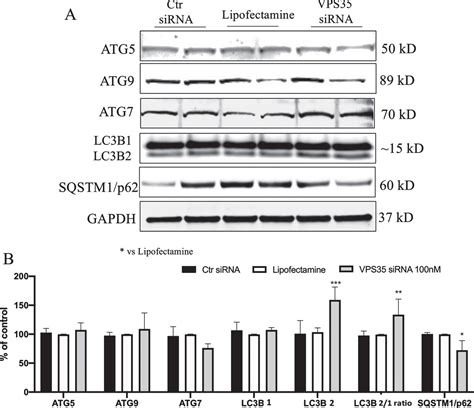 Vps35 Downregulation Alters Degradation Pathways In Neuronal Cells Alessia Filippone Jian Guo