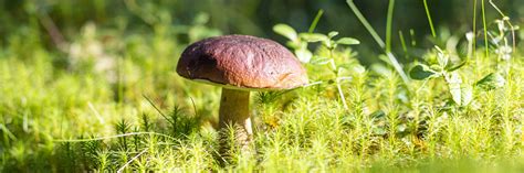 자연 배경에서 자라는 숲 식용 갈색 볼레투스 버섯 카랼라 기치 0명에 대한 스톡 사진 및 기타 이미지 0명 10월 8월 Istock