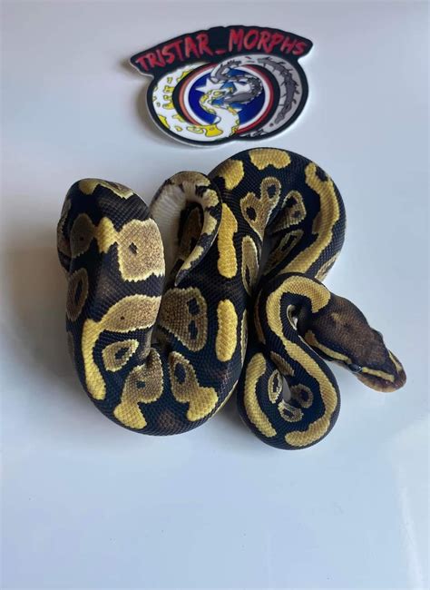 Fire Ball Python By Tristarmorphs And Rattery Morphmarket