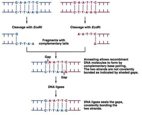 Biología Molecular Ejemplo De Adn Recombinante Biología Molecular Ejemplo De Adn Recombinante