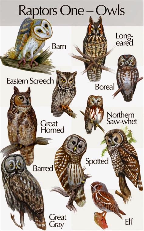 🦉raptors Owl Identification🦉 In 2025 Owl Pet Owl Facts Cartoon