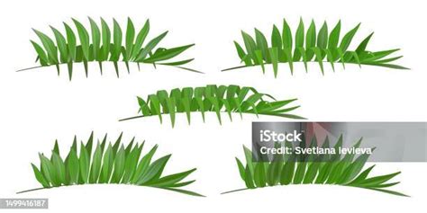 3d 야자수는 하와이 알로하 파티 배너 고사리 템플릿으로 나뭇잎입니다 여름 정글 녹색 식물 해변 요소 트로픽 바캉스 질감 분기 세트 0명에 대한 스톡 벡터 아트 및 기타