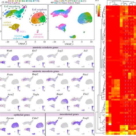Identification Of The Molecular Signature Of The Amniotic Ectoderm And Download Scientific