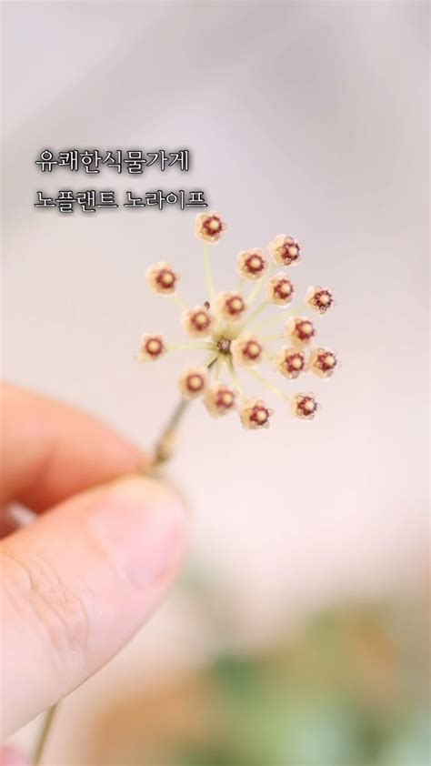 노플랜트노라이프 대전화분 대전식물가게 대전테라리움 플랜테리어 상상 어떠한일을 함에 상상을 더한다는건 참 설레이면서도 고민이