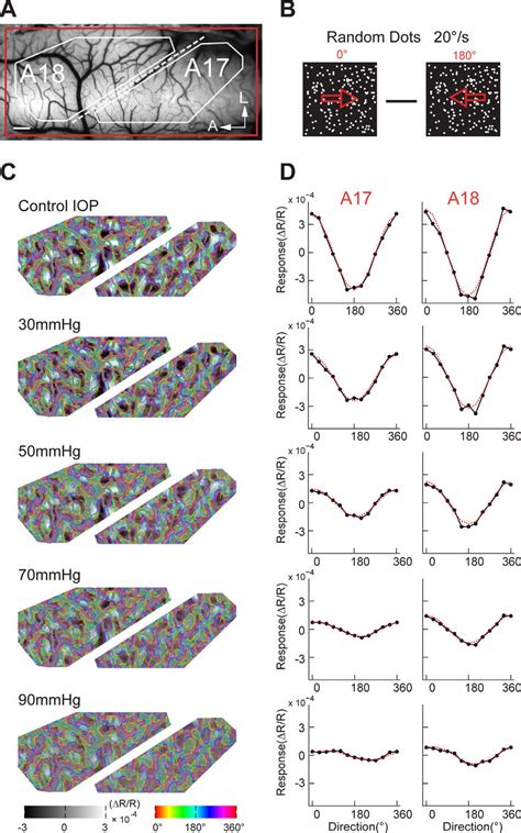 Example Cortical Direction Maps In Areas 17 And 18 During Different Download Scientific Diagram