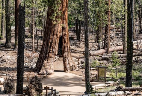 Tunnel Tree Giant Sequoia In Yosemite NP Stock Image Image Of Environment Grove 268422049