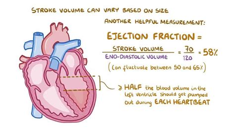 Stroke Volume Ejection Fraction And Cardiac Output Video Causes