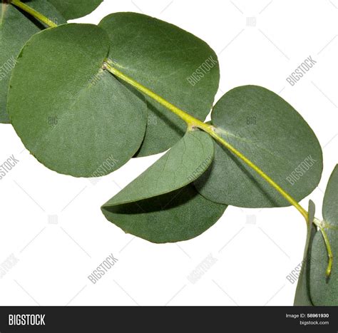Eucalyptus Leaves Image And Photo Free Trial Bigstock
