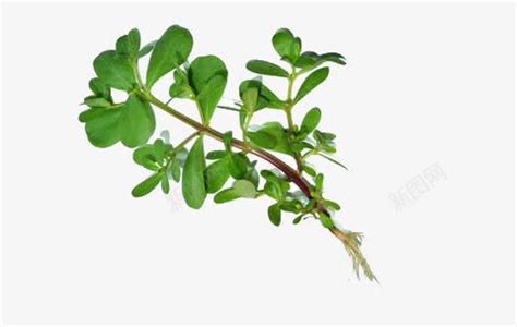 中药材长寿菜马齿苋png图片免费下载 素材7xmWgjUPk 新图网