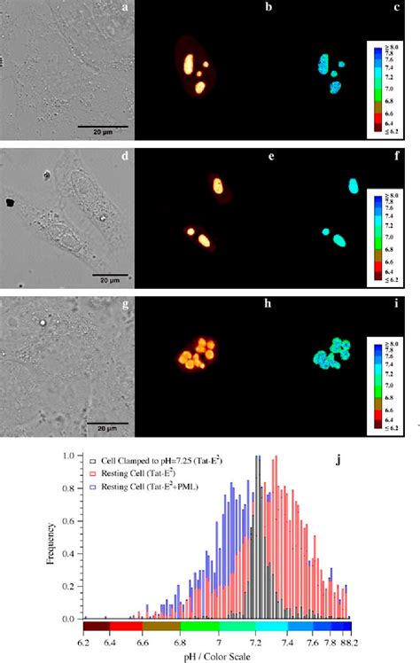 Figure 1 From Development Of A Novel Gfp Based Ratiometric Excitation