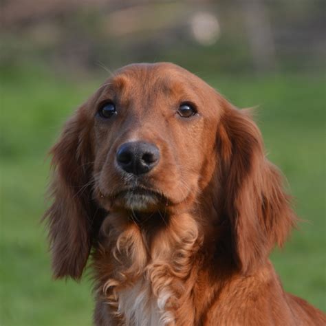 Countryways Hamlet Our Gorgeous And Proven Fox Red Cocker Woody