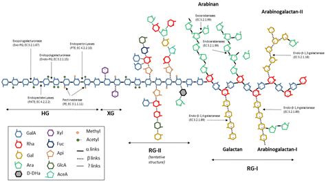 Pectin Molecule At Ian Milligan Blog